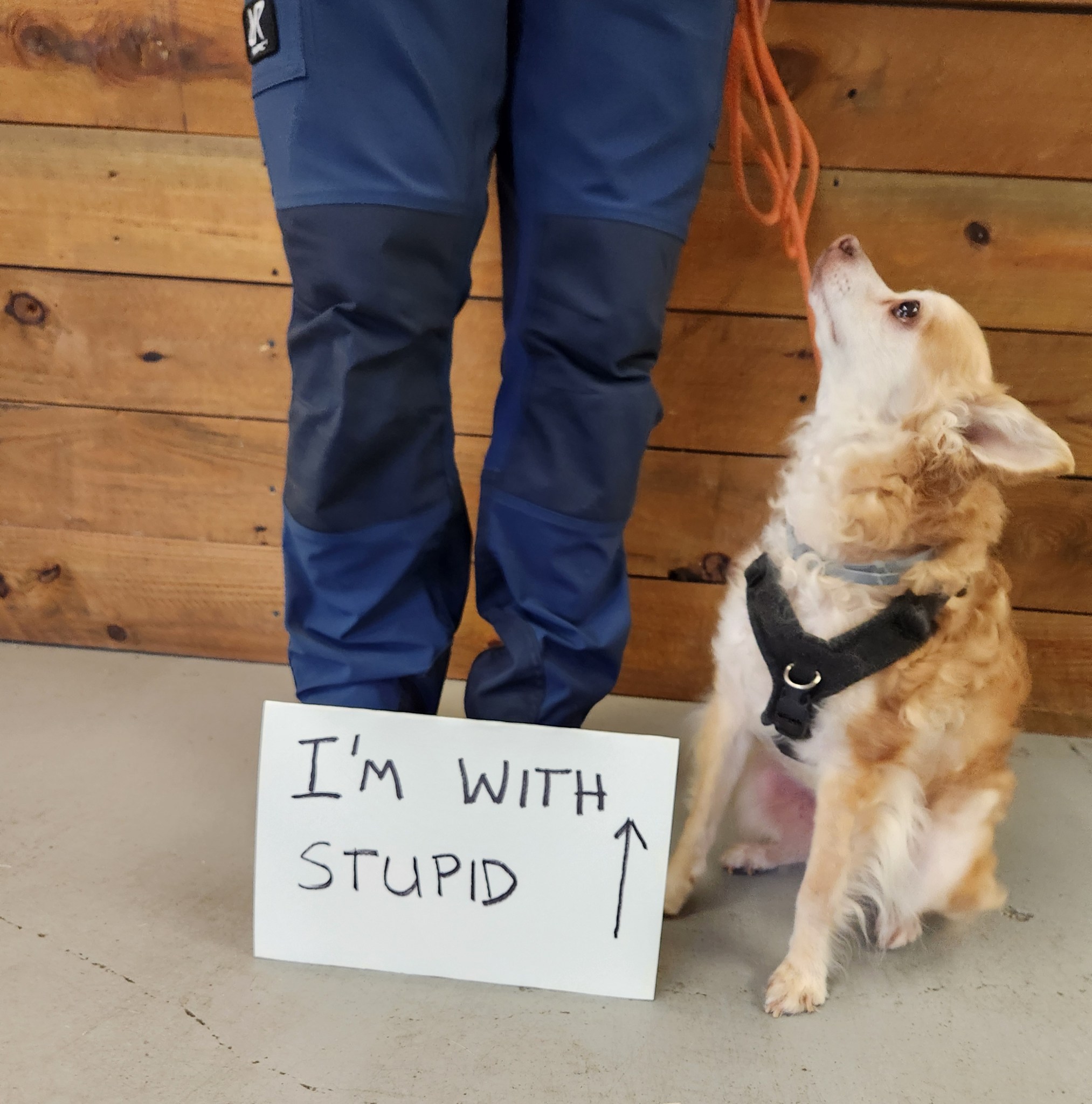 Why We Are All So Stupid at Trials – Sniffing Around Scent Work