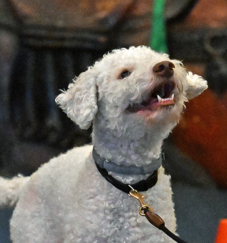 11 Guidelines for AKC Scent Work Competitions – Sniffing Around Scent Work