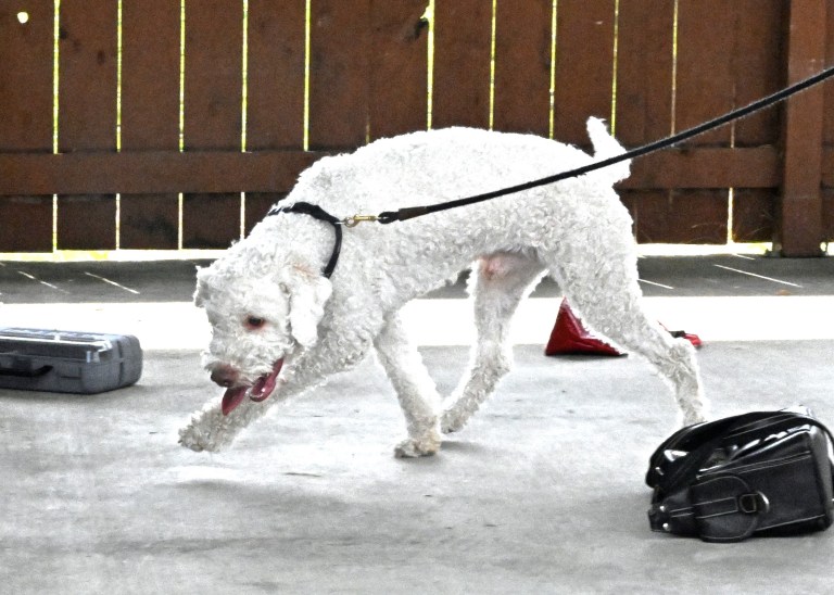 Containers – Sniffing Around Scent Work